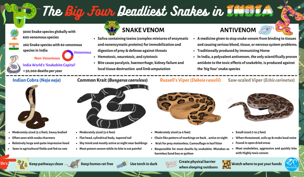 The Big Four Deadliest Snakes in India - BioPatrika