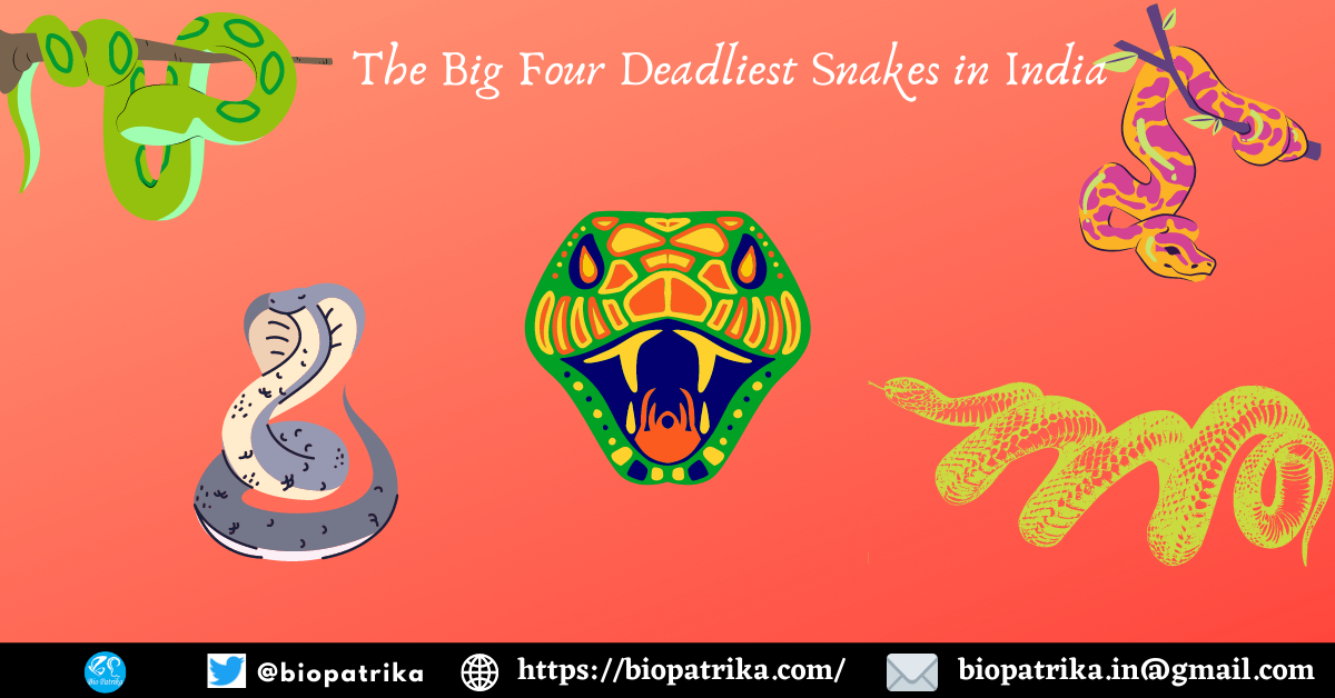 The Big Four Deadliest Snakes in India - BioPatrika