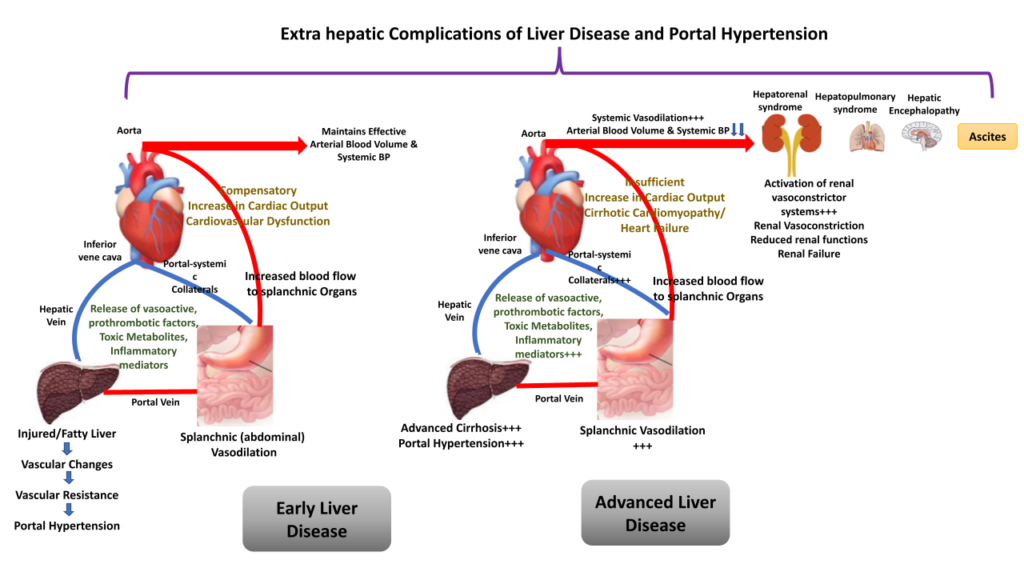 In Relationship: Liver with Heart | Take care of your liver for a ...