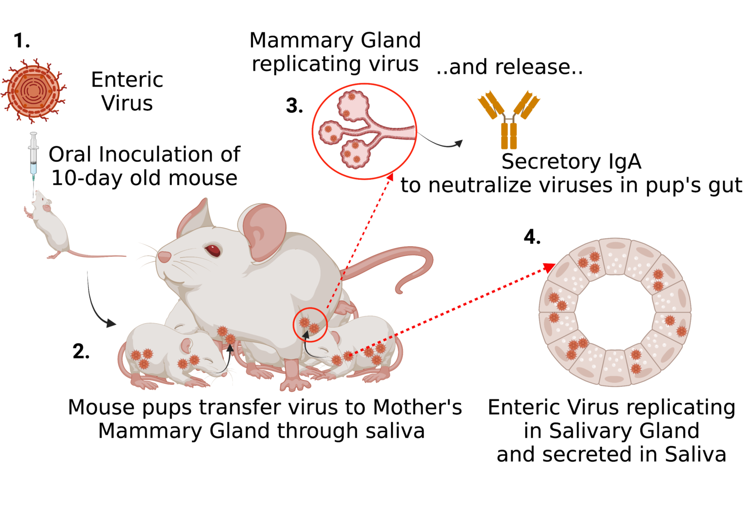 Stomach Viruses hide in Salivary Glands and transmit through Saliva ...