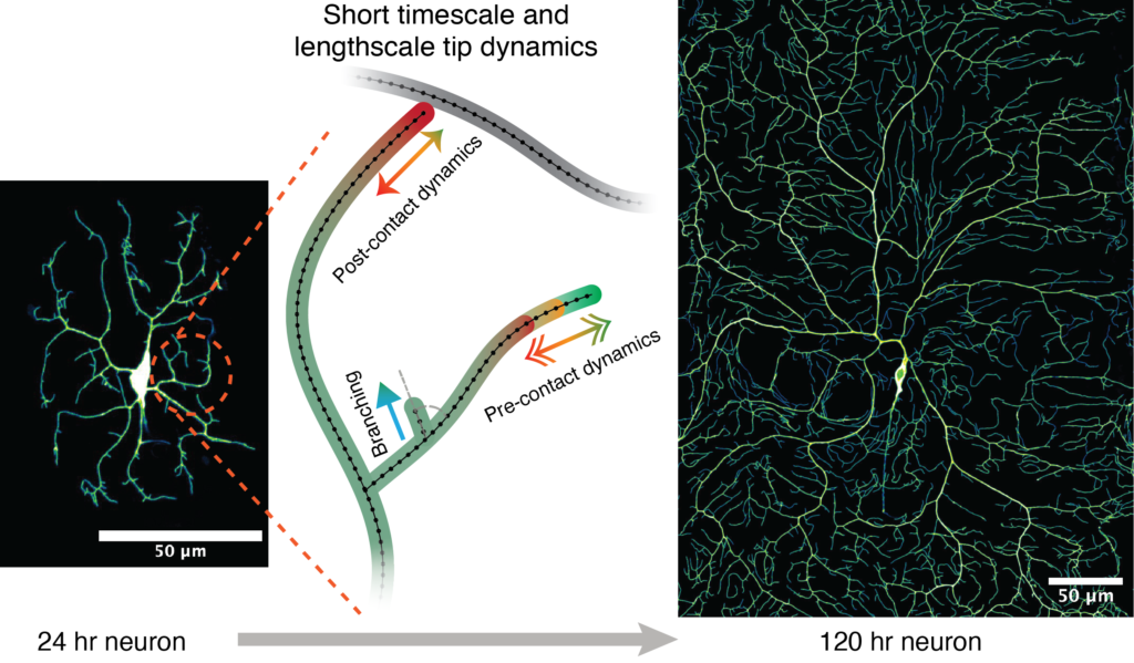 Dendrite tip: A Neuron Growth Engine - BioPatrika
