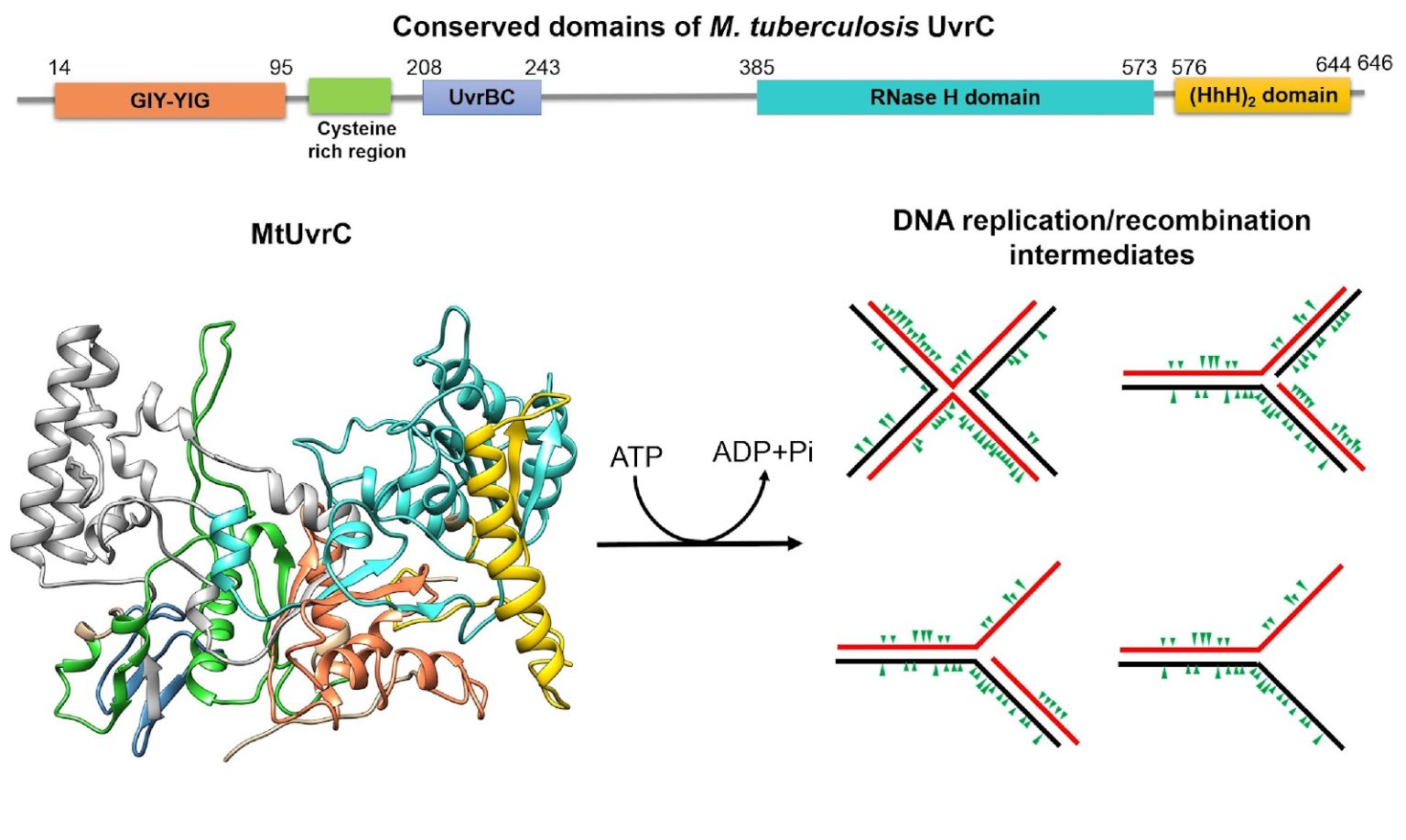 Mechanistic elucidation of UvrC-mediated suppression of DNA replication ...
