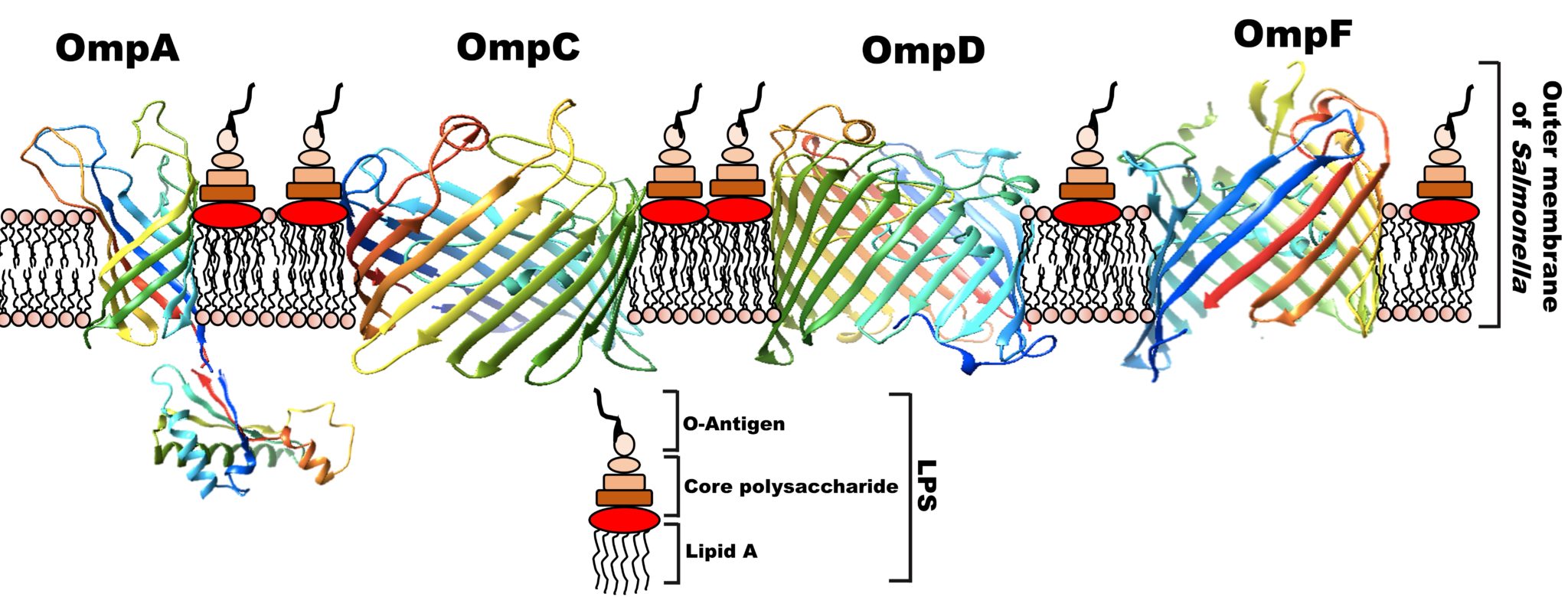 Membrane Porins: an Alternative Key to Combat Bacterial Infections ...