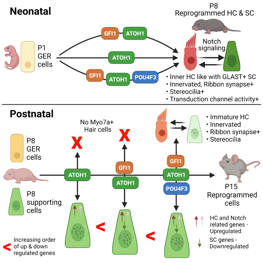 Turning on Cell Fate Switches to Regenerate Mammalian Inner ear Hair ...