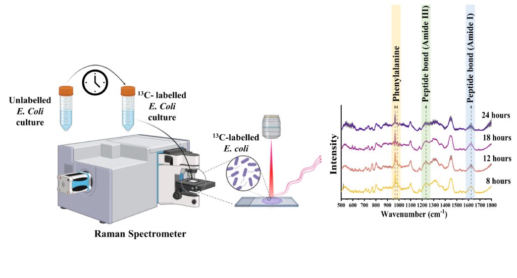 Raman spectroscopy to monitor proteome dynamics - BioPatrika