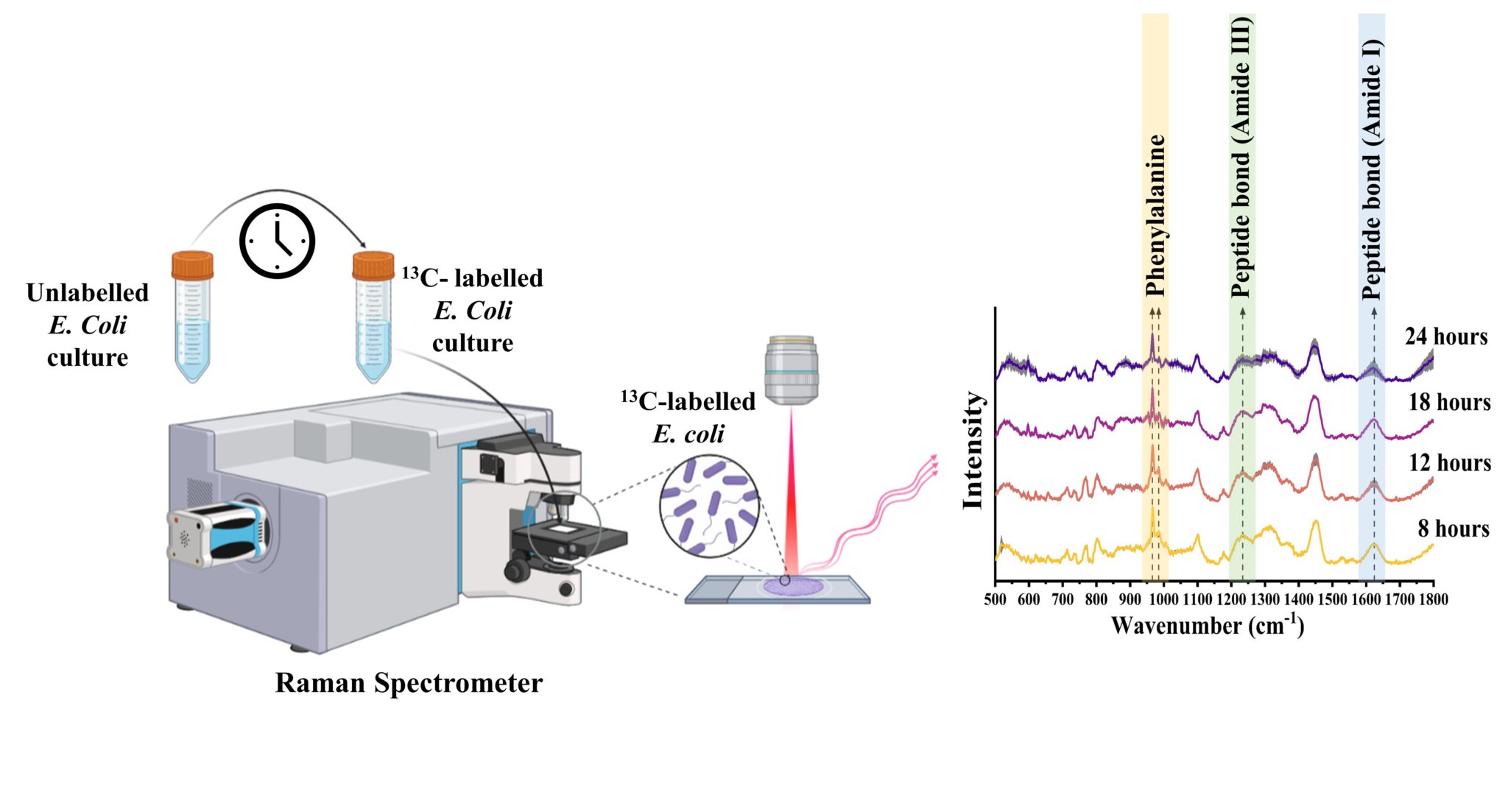 Raman spectroscopy to monitor proteome dynamics - BioPatrika