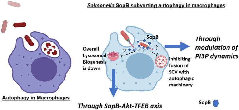 Stealthy SopB: Salmonella Typhimurium's Macrophage Survival Strategy ...