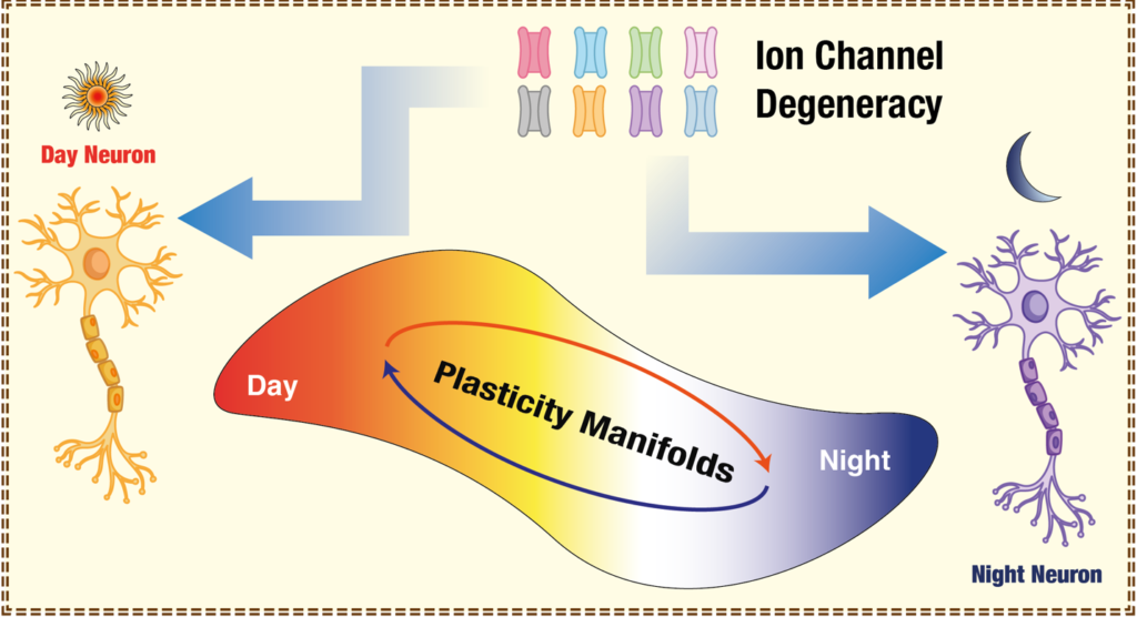 Plasticity manifolds in ion-channels regulating day-to-night neural ...