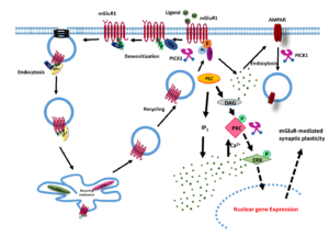 PICK1: Balancing Glutamate Receptor Dynamics and AMPA Endocytosis - BioPatrika