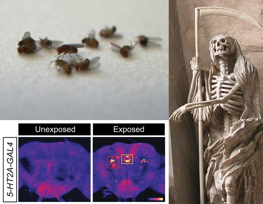 Unlocking the Secrets of Aging: How Fruit Fly Neural Circuits Influence ...