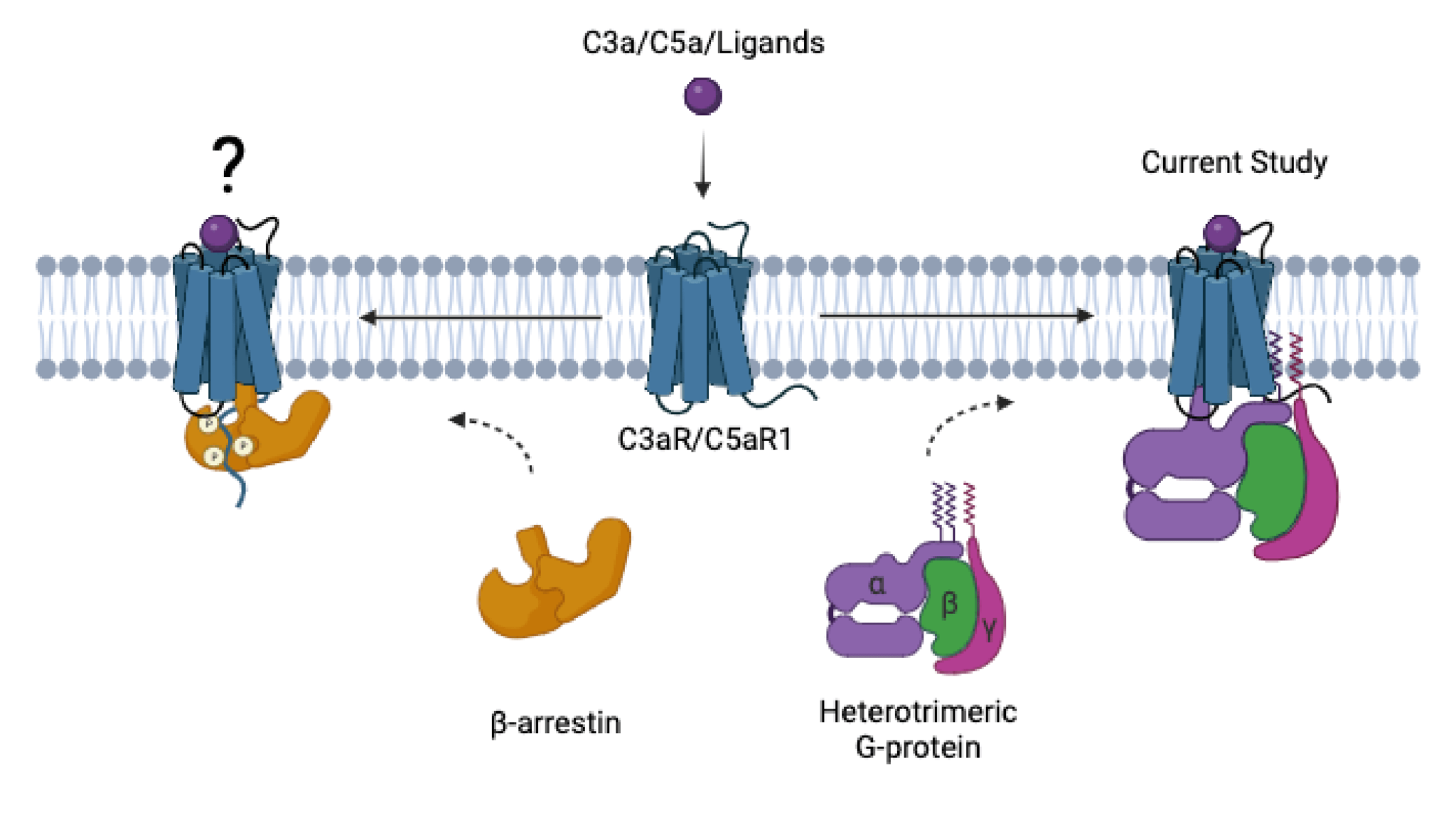 Complementing the Immune System: A Structural Perspective - BioPatrika