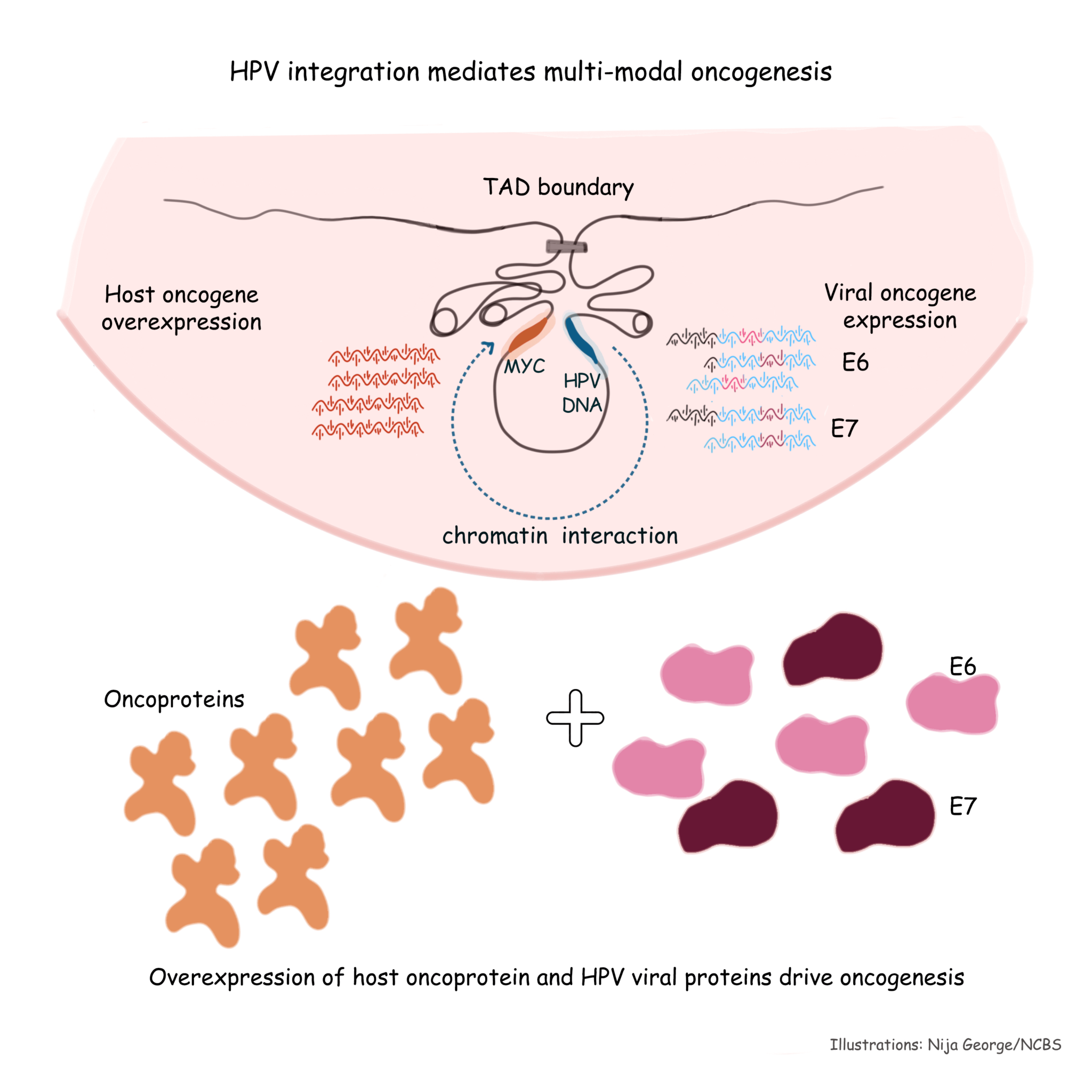 How HPV infection drive cervical cancer - BioPatrika