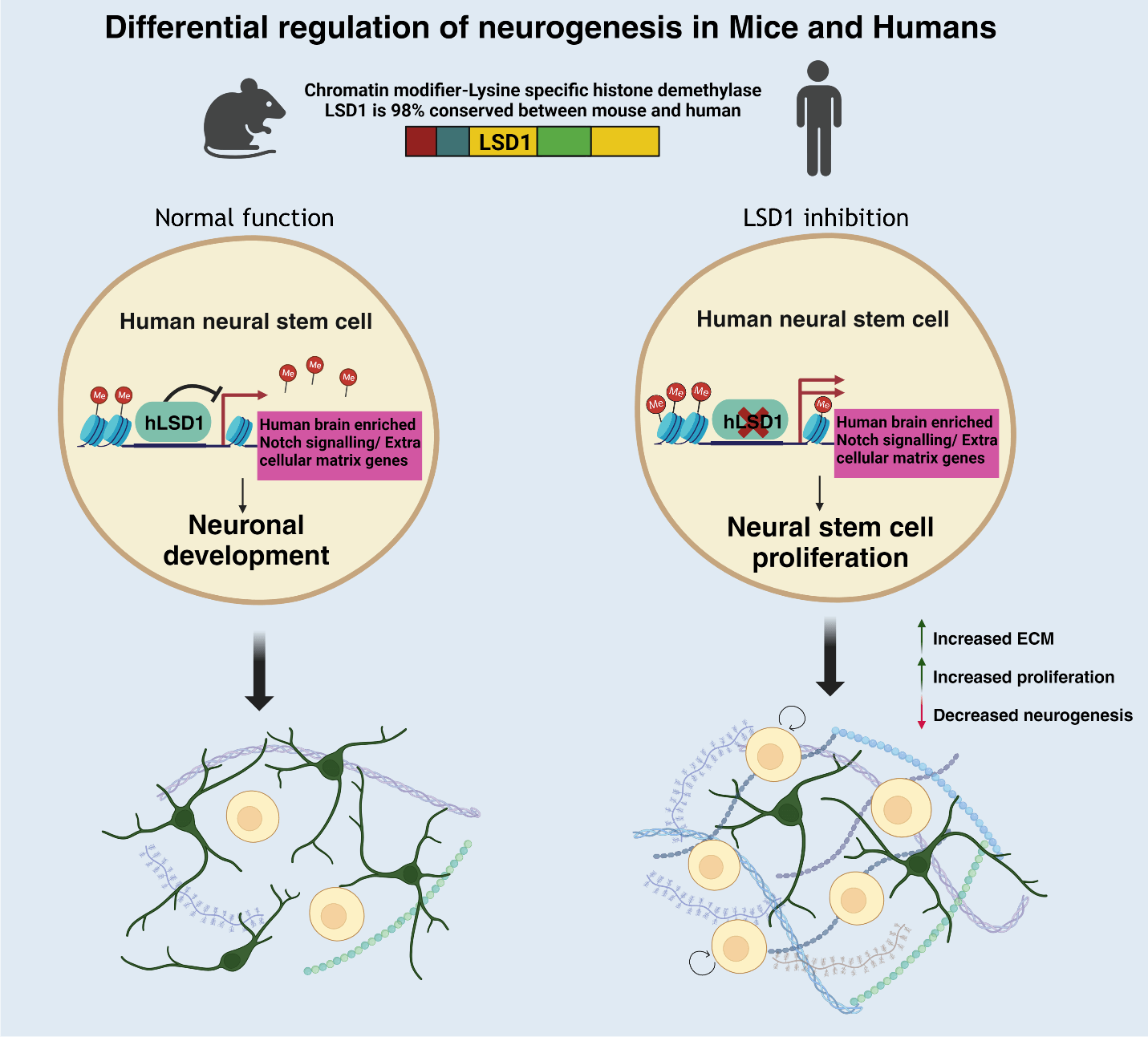 Deciphering human neuron generation - BioPatrika