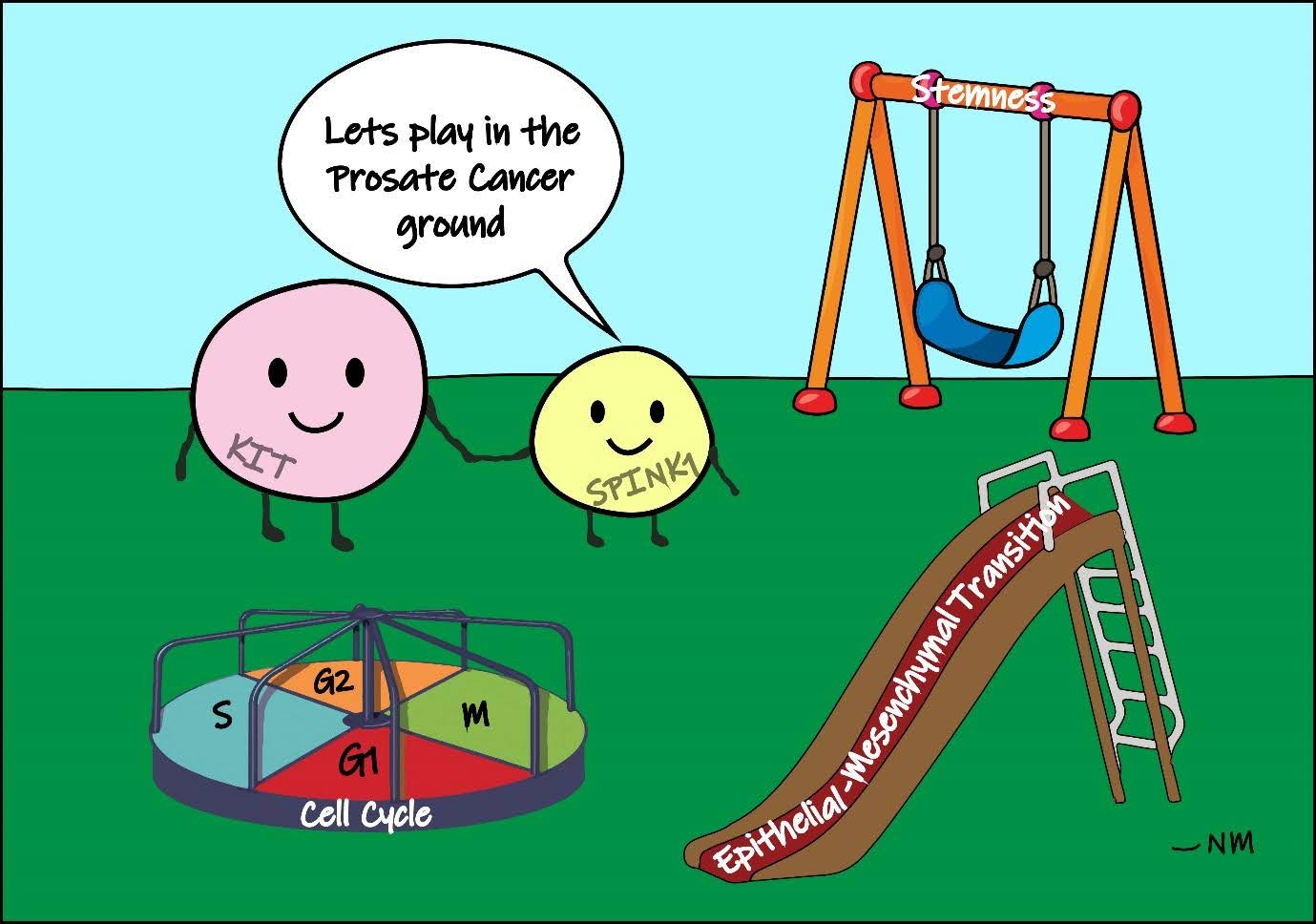 KIT as therapeutic target for prostate cancer - BioPatrika