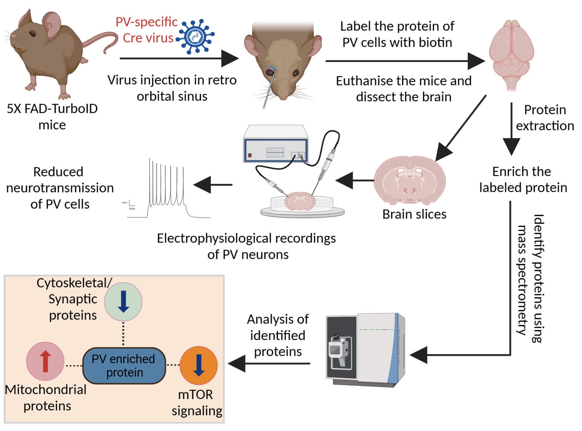 Role of Parvalbumin-positive interneurons in Alzheimer’s disease ...