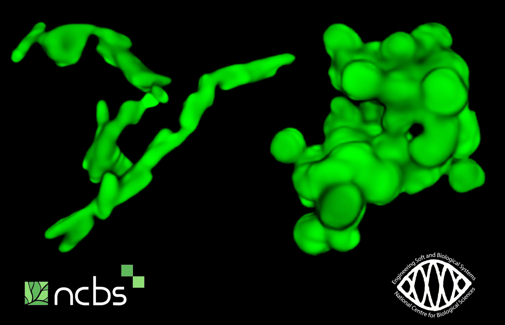 Cell shape affects bacterial colony growth under physical confinement ...