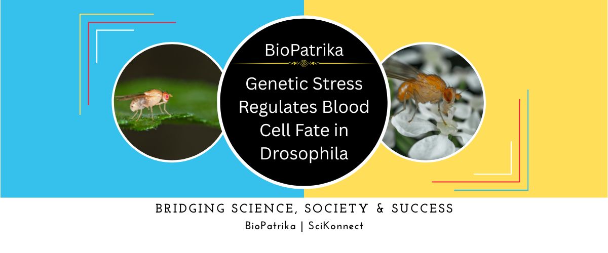 Genetic Stress Regulates Blood Cell Fate in Drosophila - BioPatrika
