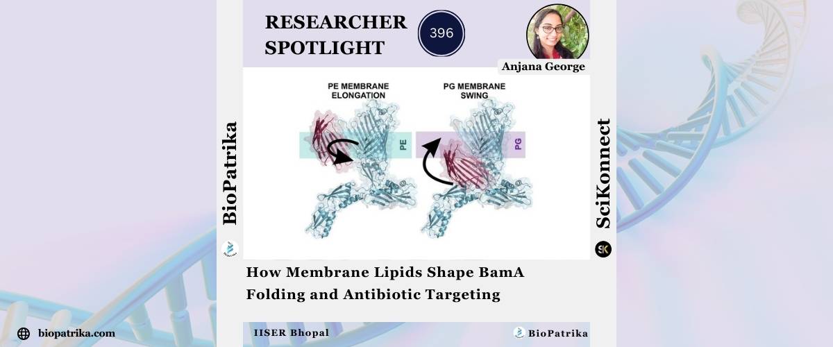 How Membrane Lipids Shape BamA Folding and Antibiotic Targeting ...